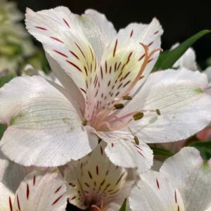 Alstro Blush - Bloomstar