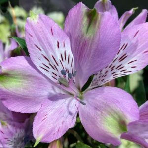 Flowers - Bloomstar